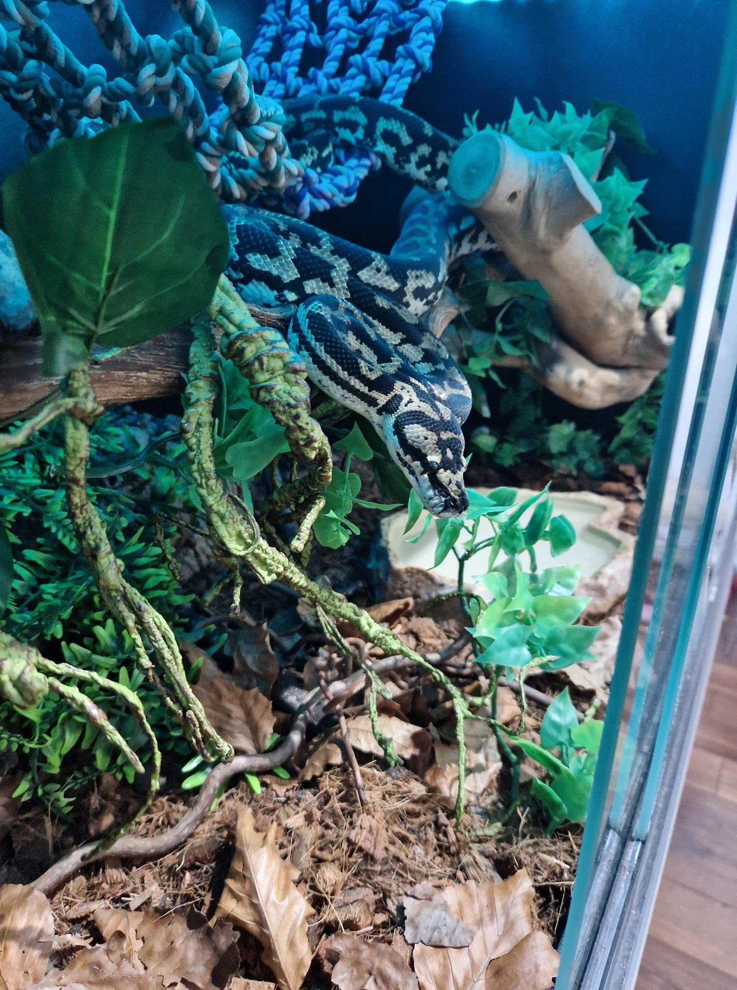 Jasmine – Reptile facts