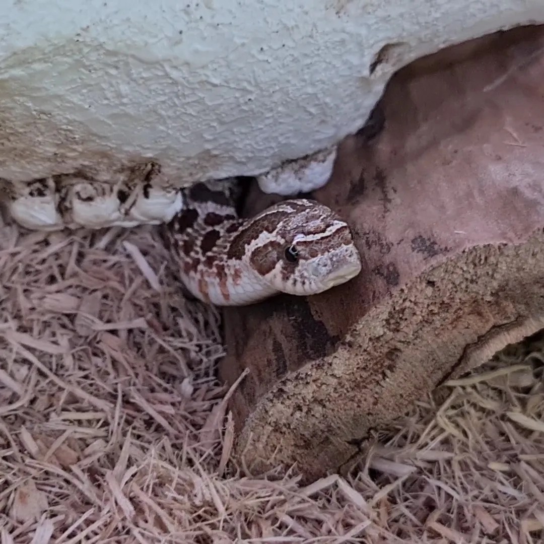 Hades – Reptile facts